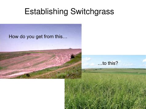 Ppt Switchgrass For Biomass Energy Powerpoint Presentation Free