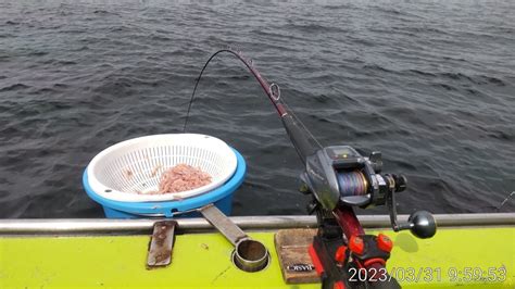 久里浜沖の乗っ込み真鯛釣り 幻の黒鯛
