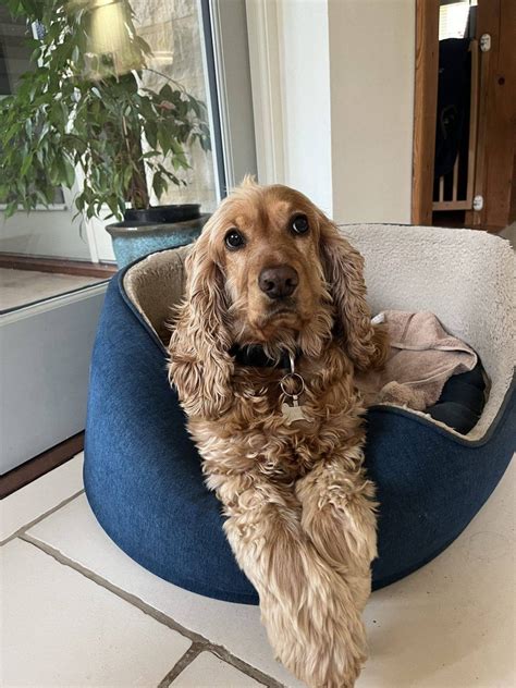 Winnie Sa5040 Reserved Cocker Spaniel York England Spaniel Aid Cio