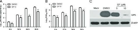 Pkc Inhibitor Decreases Viral Rna Synthesis Protein Expression And