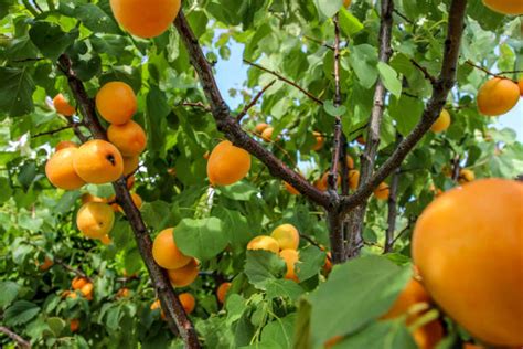 Marillenbaum Bilder Und Stockfotos Istock