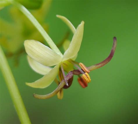 Indian Cucumber Root Identify That Plant