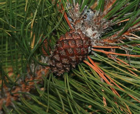 Grow Massons Pine With Pinus Massoniana Seeds Yarrow Gardens
