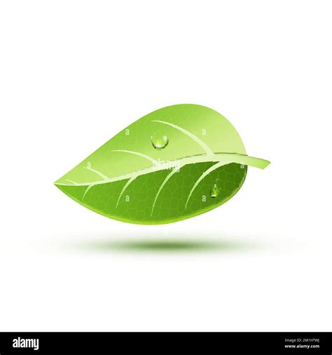 Green Ecology Concept Icon Leaf Green Leaf Plant Nature Organic