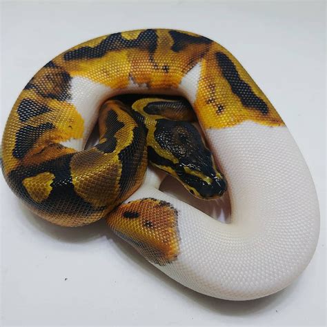Ied Ball Python We Have Some Absolutely Stunning Pied Ball