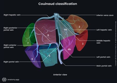 Couinaud Classification Anatomyapp