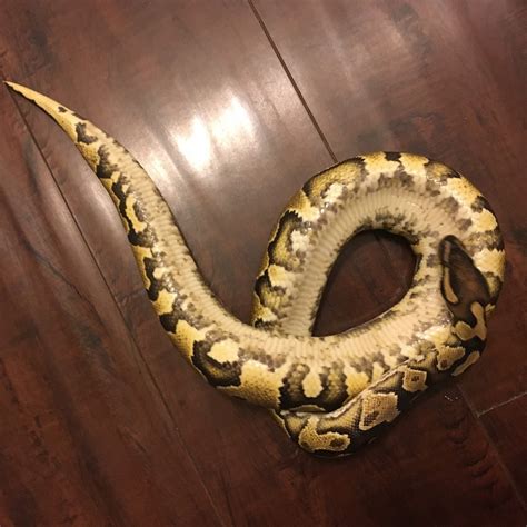 Yellow Belly Ball Python Traits Morphpedia