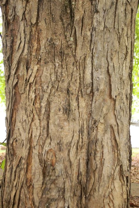 Terminalia Corrugata Ducke Gere And Boatwr Árvores Do Bioma Cerrado