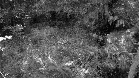 Comune Di Tora E Piccilli Alveo Del Fosso Rionale Sistema Di