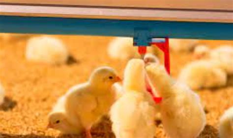 How To Make Probiotics For Chickens Optimal Chicken Health