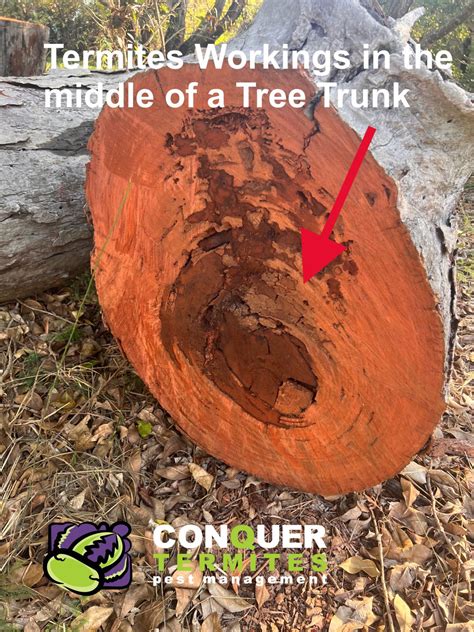 Termite Damage Tree