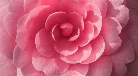 Camellia Varieties 17 Different Camellia Plants To Grow At Home