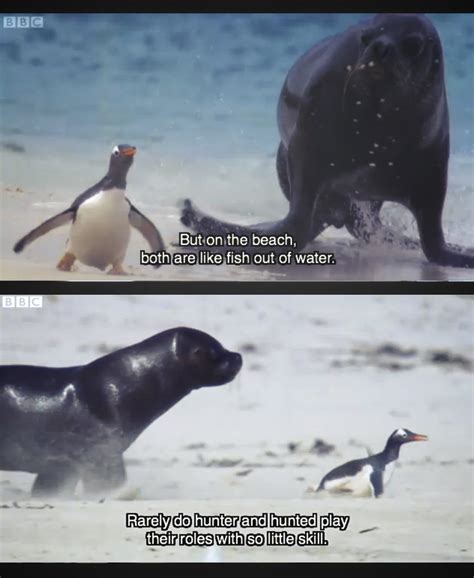 Isabella Illustration Bbc Frozen Planet