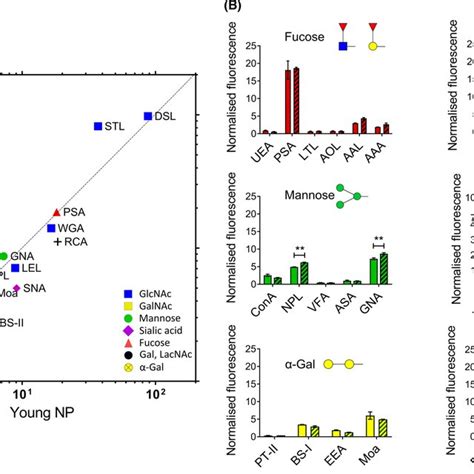 Lectin Binding Profile In Young And Mature Nucleus Pulposus Np A