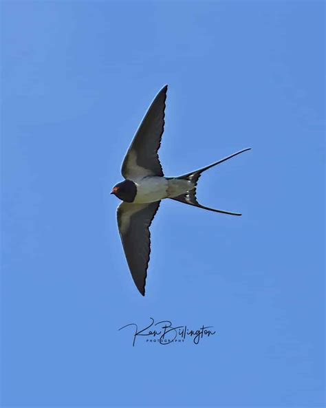 Barn Swallow In Flight Focusing On Wildlife