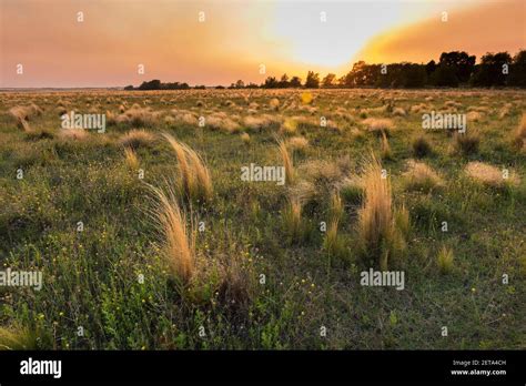 Pampas Grassland Landscape La Pampa Province Patagonia Argentina
