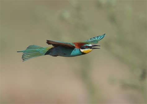 European Bee Eaters In Flight By Neilschofield Ephotozine