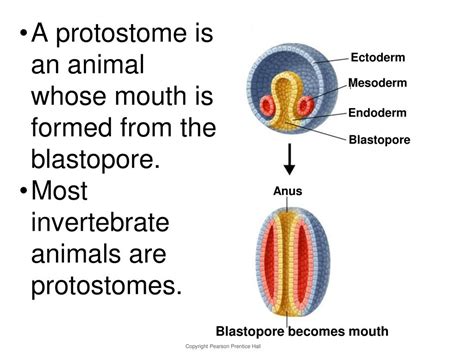Biology Chapters Invertebrate Animals Ppt Download