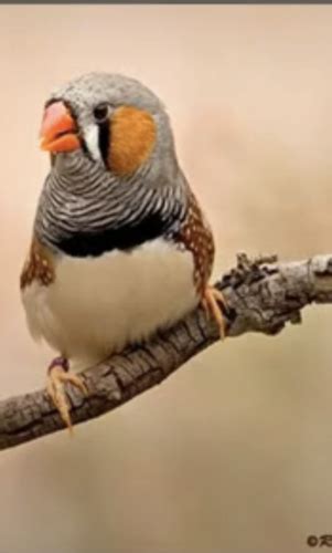 Bird Identification Flashcards Quizlet