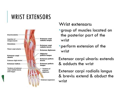 Ppt Hand And Wrist Skeletal Anatomy Powerpoint Presentation Free