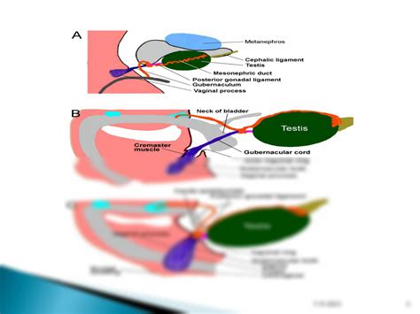 Solution Diseases Of The Testes And Accessory Sexual Organs Studypool
