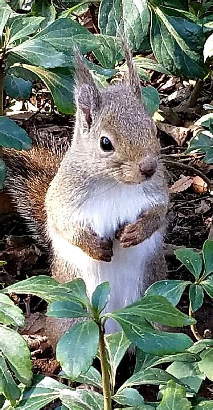 Pretty Squirrel Cute Squirrel Cute Animal Pictures Scary Animals