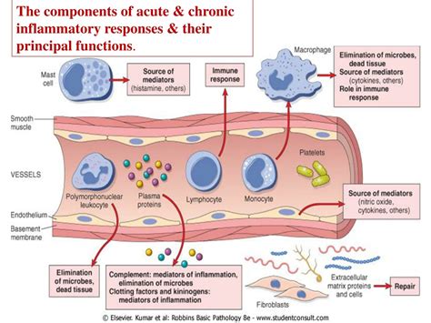 Difference Between Acute And Chronic Inflammation Table