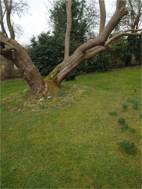 Soil Decompaction To Mature Indian Bean Tree Arboraeration