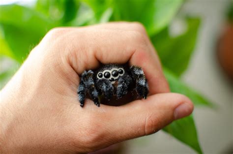 Jumping Spiders