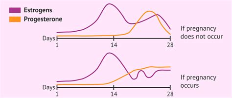 Hormone Levels In The Luteal Phase