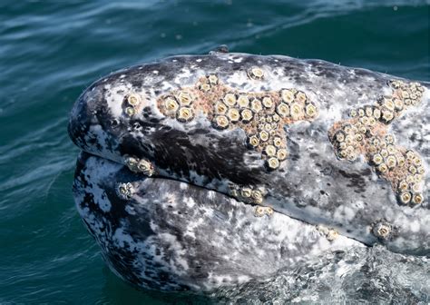What Are Barnacles Find Out By Reading This Blog By Real Aquatics