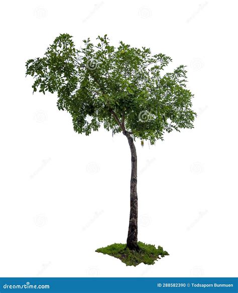 Beautiful Green Leaf Single Tree Isolated On A White Background Stock