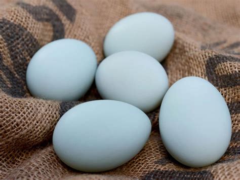 Easter Egger Chickens Egg Colors Personality And What To Expect