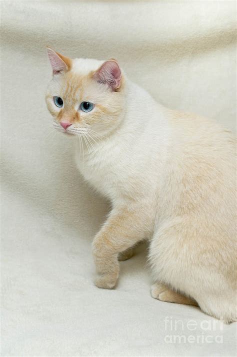 Brown Point Siamese Cat
