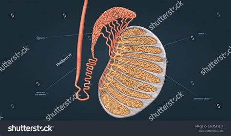 Testicle Epididymis Cross Section 3d Illustration Stock Illustration