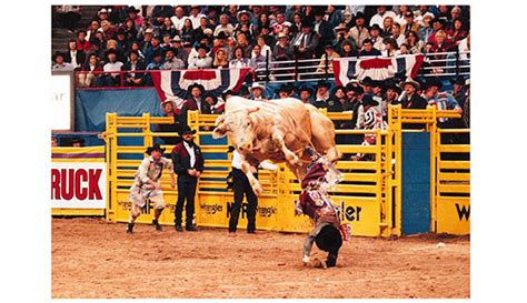 Rodeo Bulls