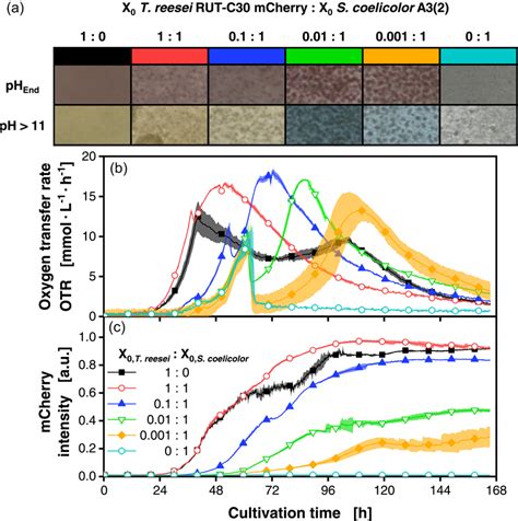 Cocultivations Of Trichoderma Reesei Rut‐c30 Mcherry And Streptomyces Download Scientific