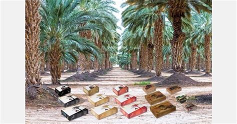 Enorme Vraag Naar Medjool Dadels Verwacht Richting Kerst