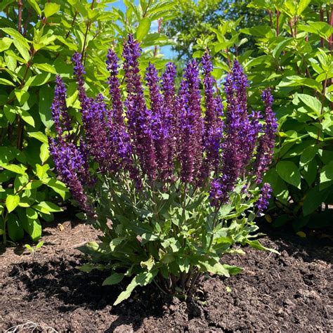 Purple Sage Plant Sage Planting And Care Plantagen
