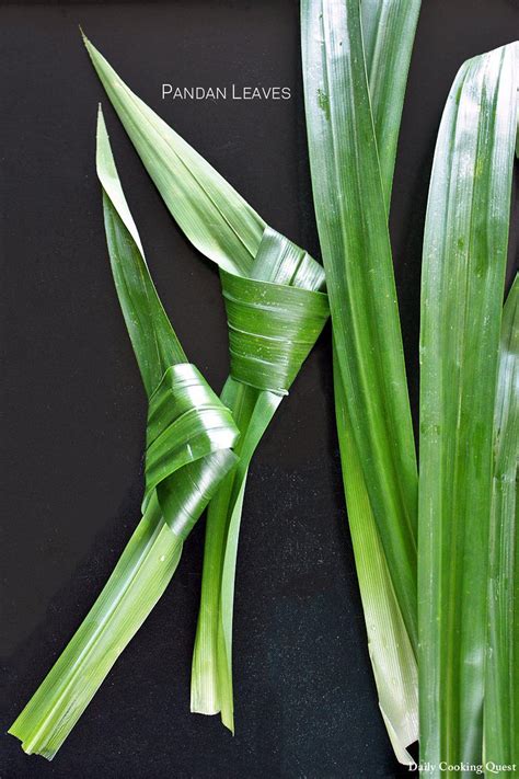 Pandan Extract Daily Cooking Quest