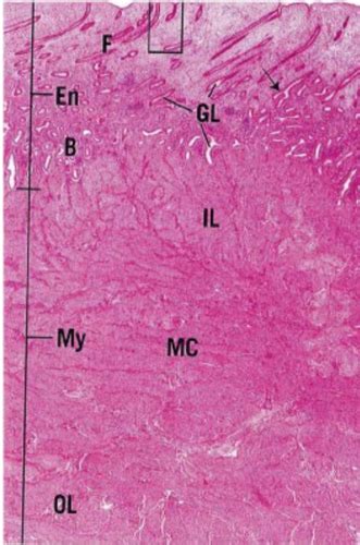Menstrual Cycle Histo Flashcards Quizlet