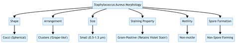 Staphylococcus Aureus Habitat Morphology Characteristics Infection