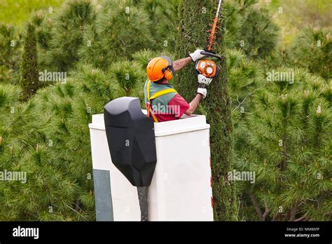 Equiped Worker Pruning A Tree On A Crane Gardening Works Stock Photo Alamy