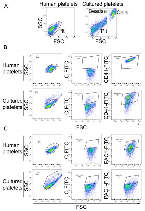 Megakaryocyte Differentiation And Platelet Formation From Human Cord