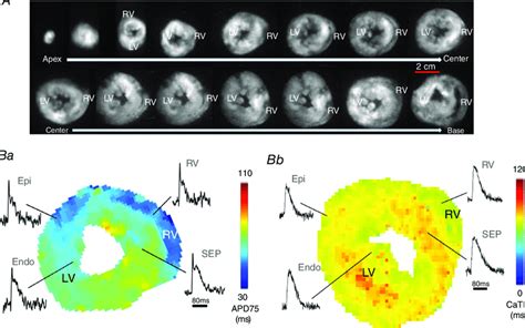 V M And Cat Measurements In Murine Ventricular Slices A Bright Field