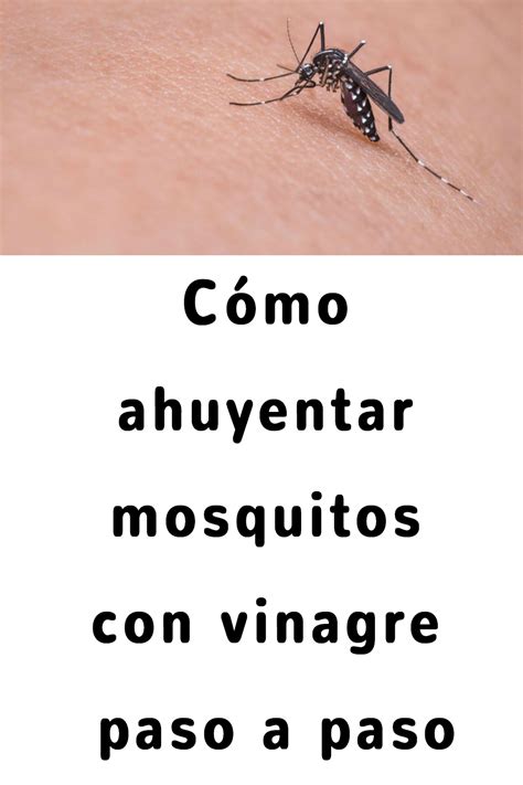 Con Estos Remedios Lograrás Acabar Con Las Moscas Cucarachas Y Otras Plagas En Media Hora I 2025