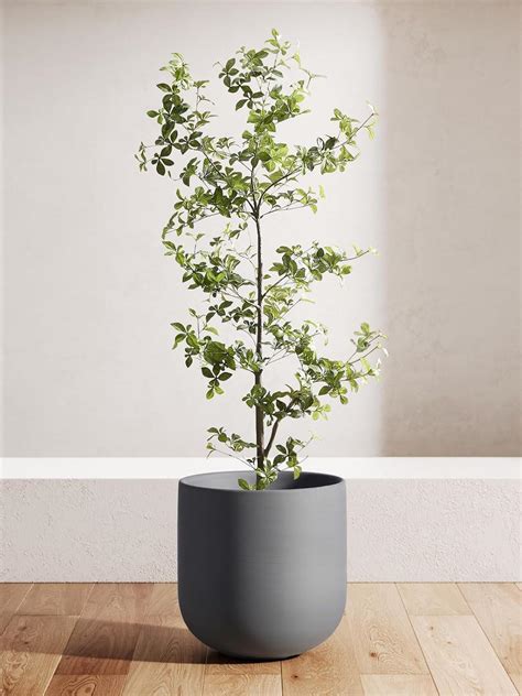 Le Tauci 8 Inch Plant Pot Ceramic Pot With Drainage Hole And Rubber Plug