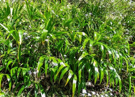 Iris Confusa Urban Jungle Plant Nursery