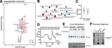 Deletion Of Carboxypeptidase E In β Cells Disrupts Proinsulin Processing But Does Not Lead To