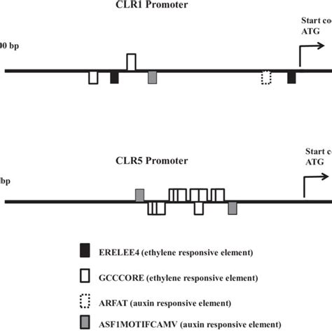 Schematic Diagram Of Auxin And Ethylene Responsive Dna Elements In The